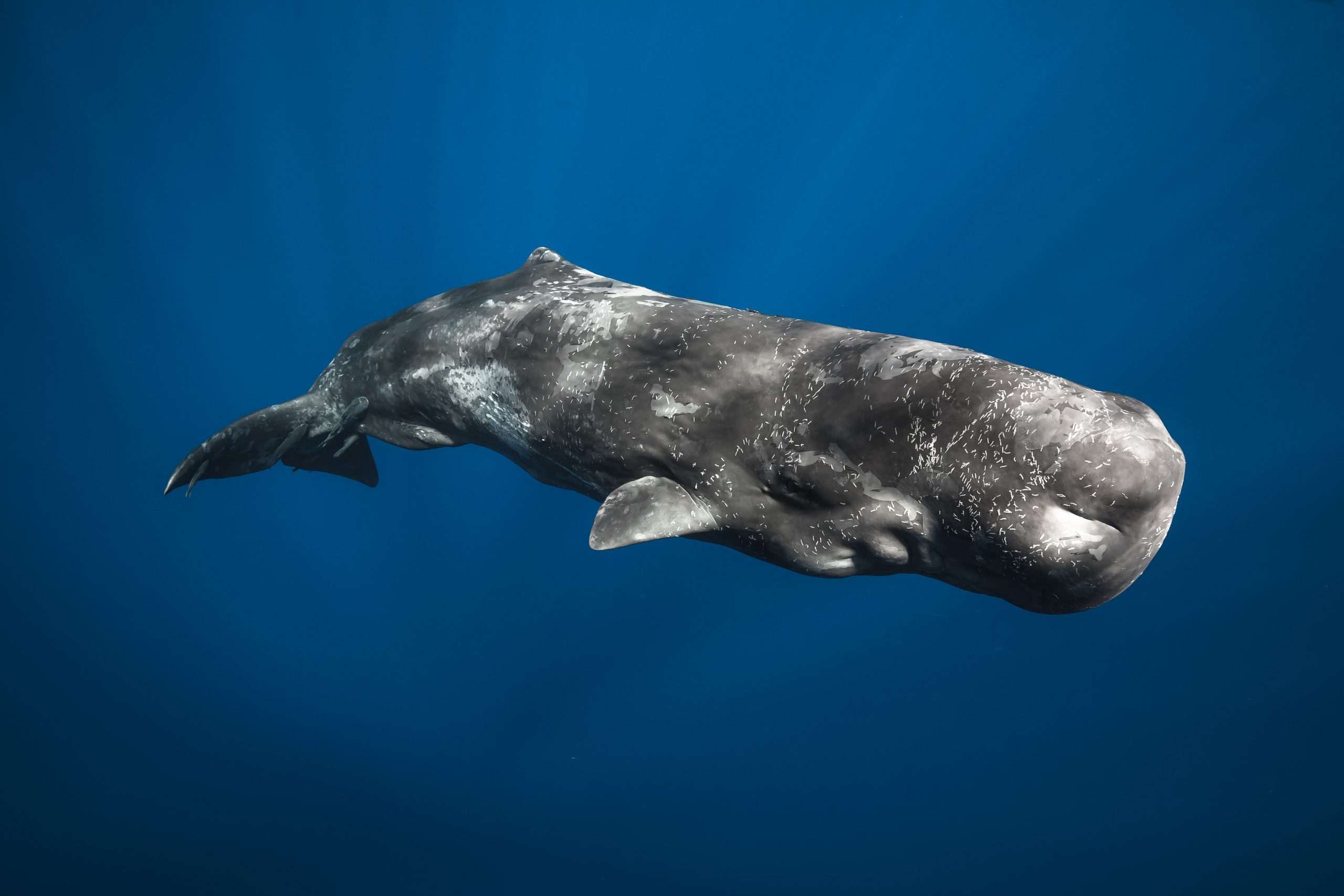 Freediving in Azores islands privately with a world champion