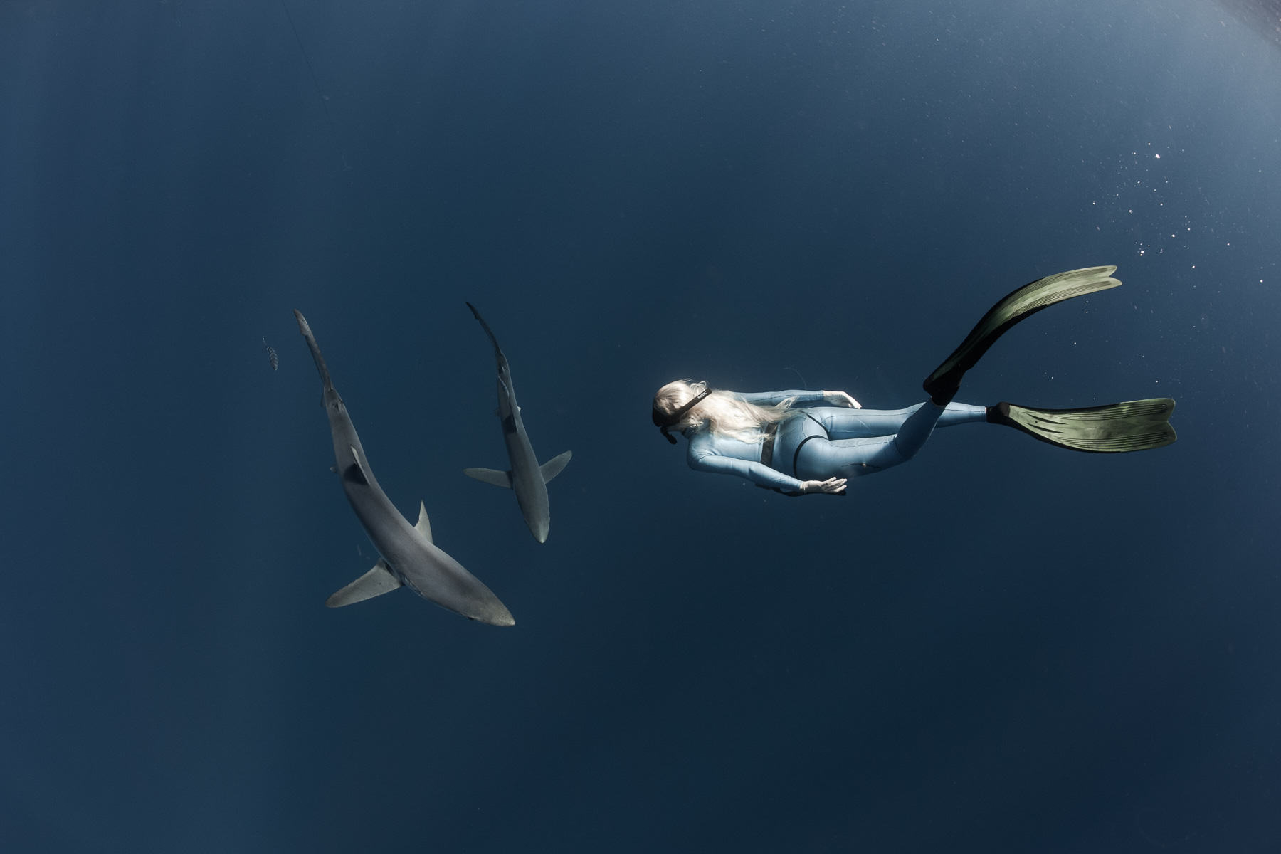 Free diver - Seal Adventures